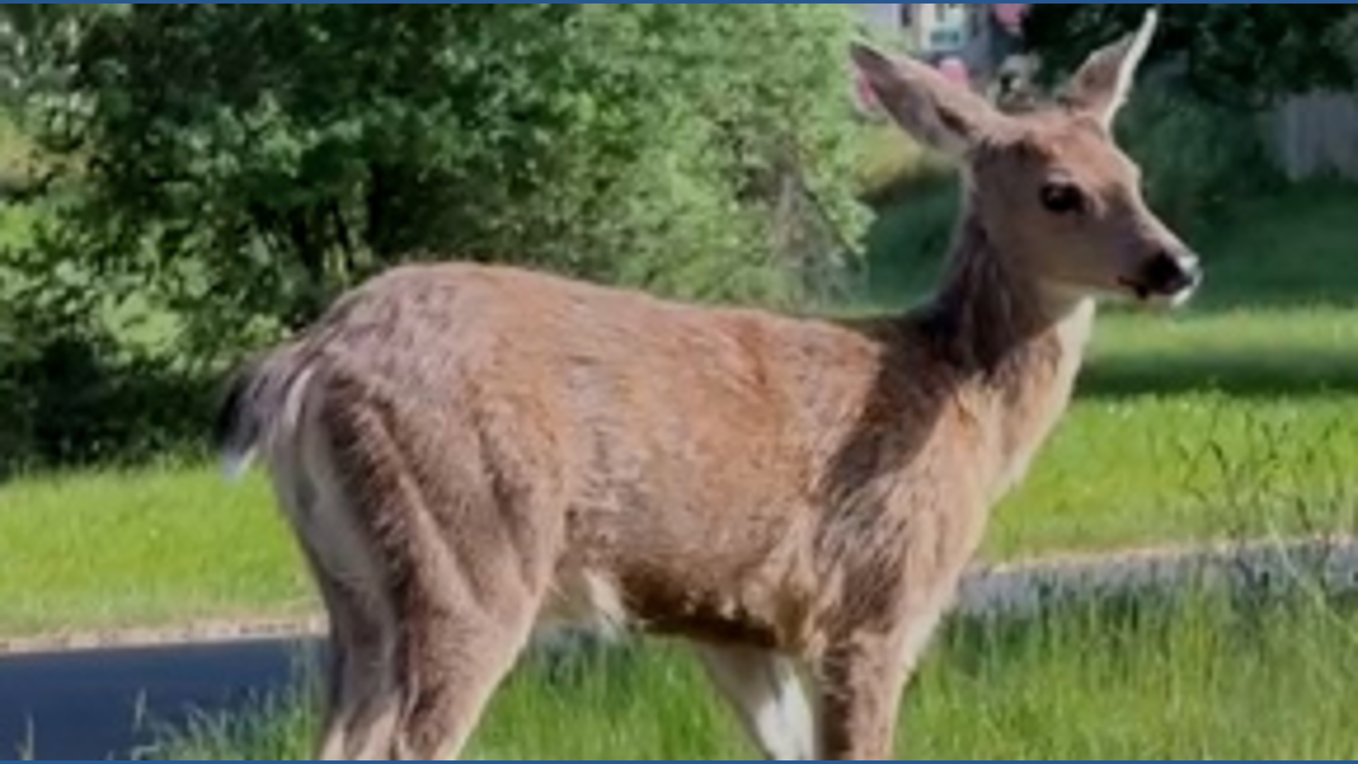 Deer in distress: Oak Harbor neighbors plead for help | king5.com