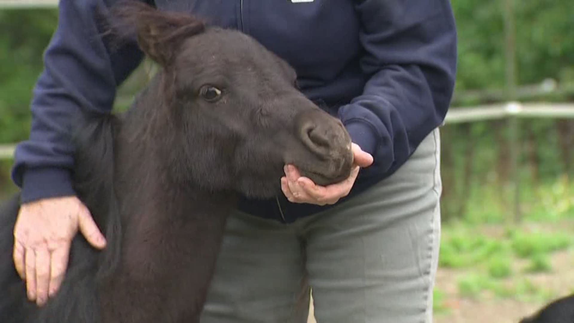 Miniature horses becoming the new therapy animal | king5.com