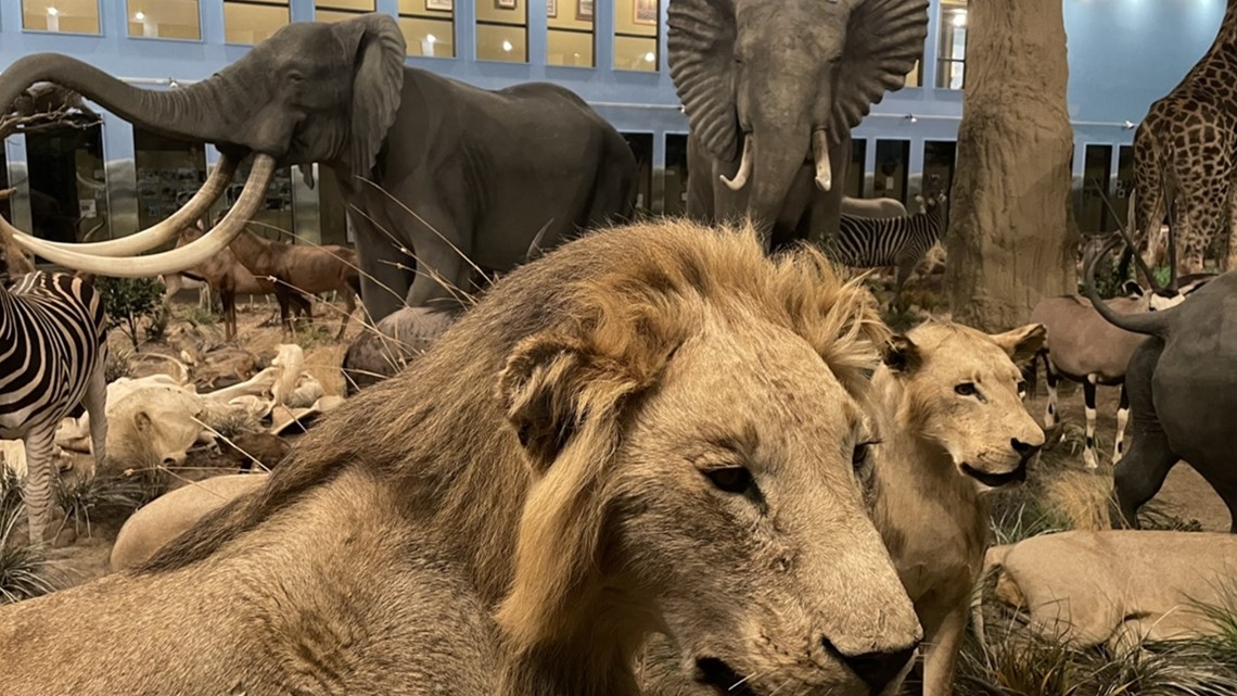 Lasting Legacy Museum in Ritzville is Washington's wildest | king5.com