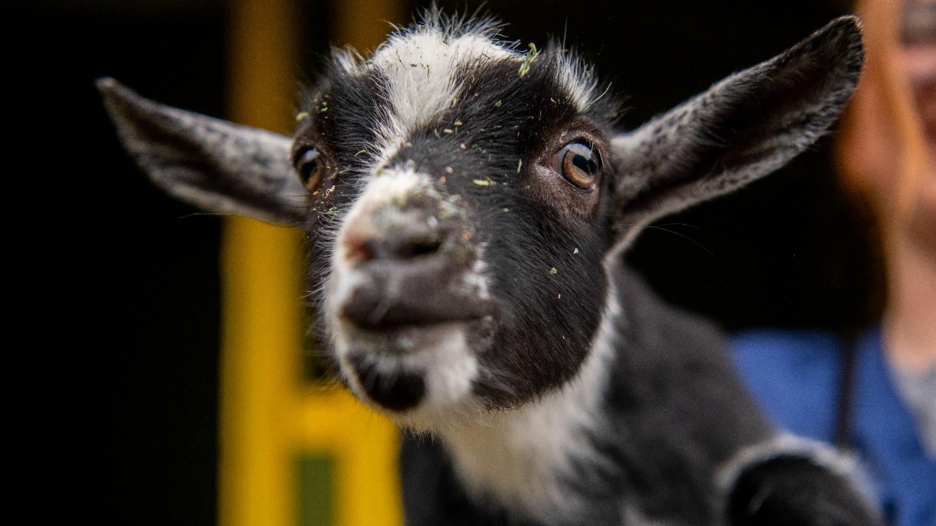 PHOTOS: Tacoma's Point Defiance Zoo welcomes seven new goat kids ...