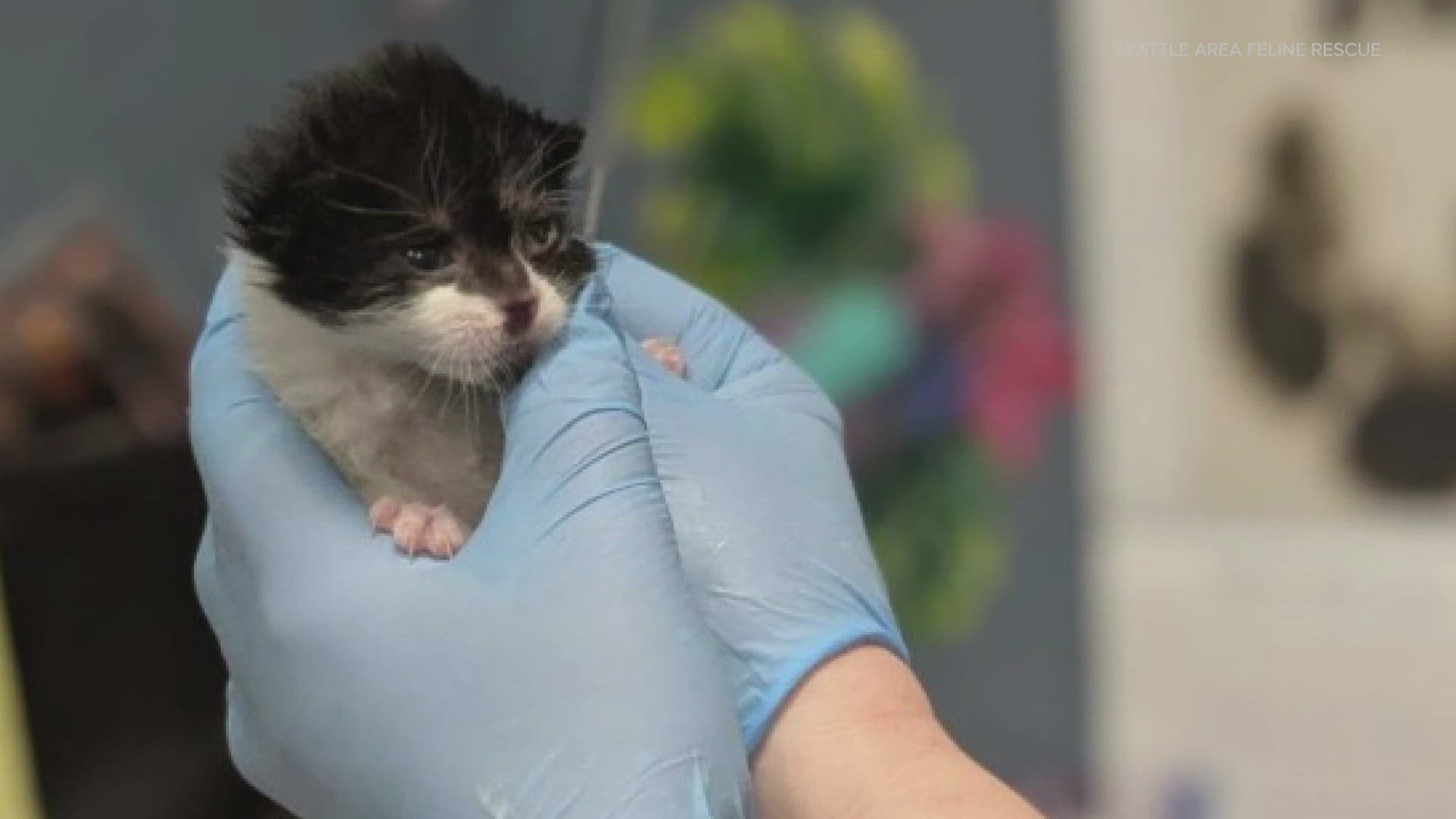 Seattle Area Feline Rescue announces merger to increase critical care ...