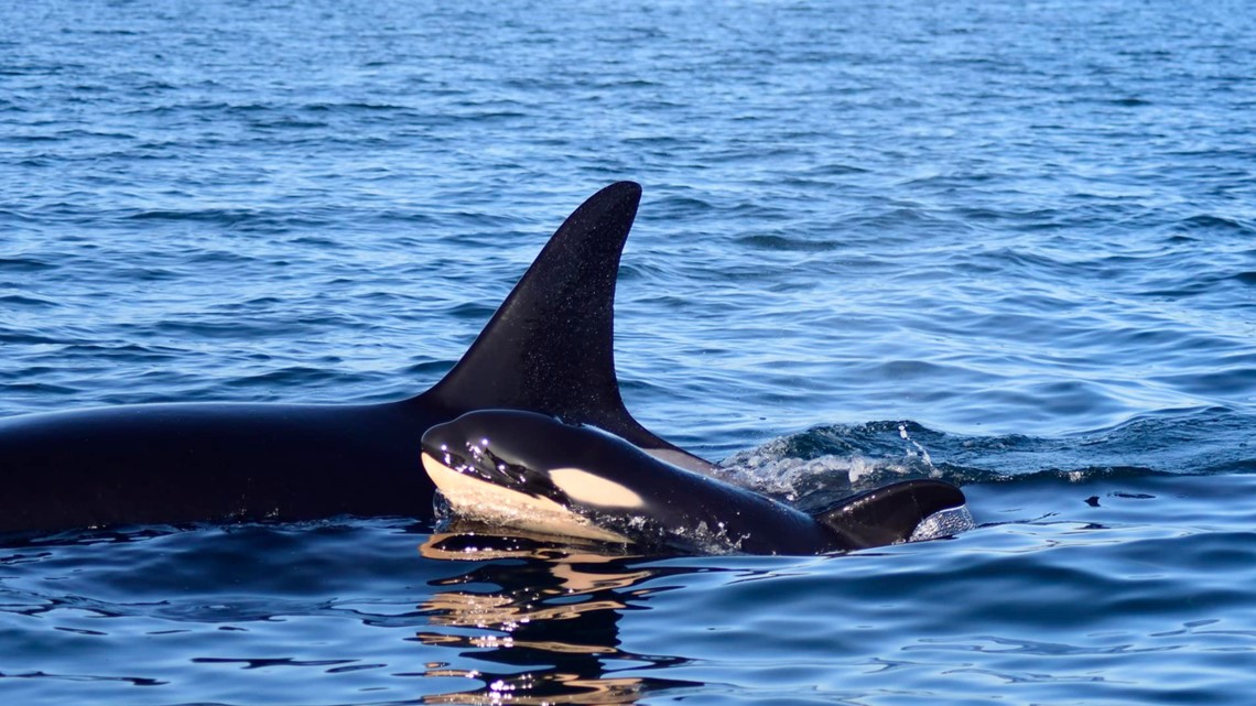 What it will take for the Southern Resident orca population to bounce ...