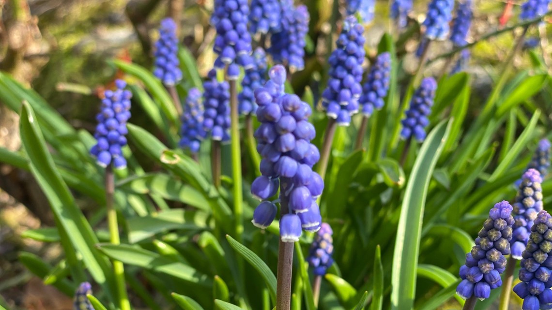 Four spring-blooming bulbs that pests won't eat | king5.com
