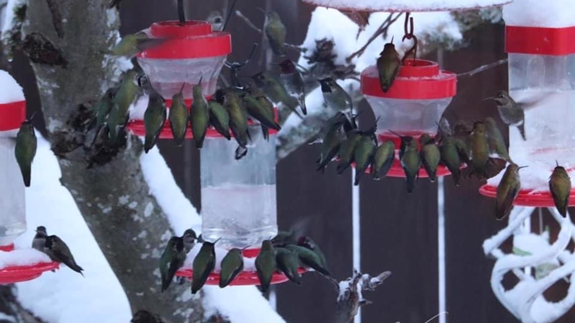 Hummingbirds rely on feeders to survive Washington winters | king5.com