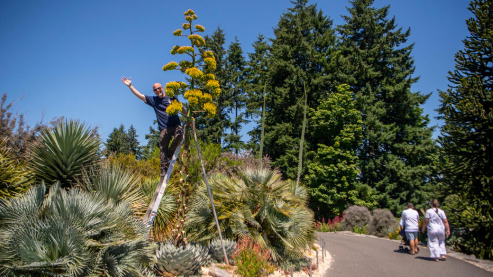 Rare 15-foot agave plant blooms at Tacoma zoo | king5.com