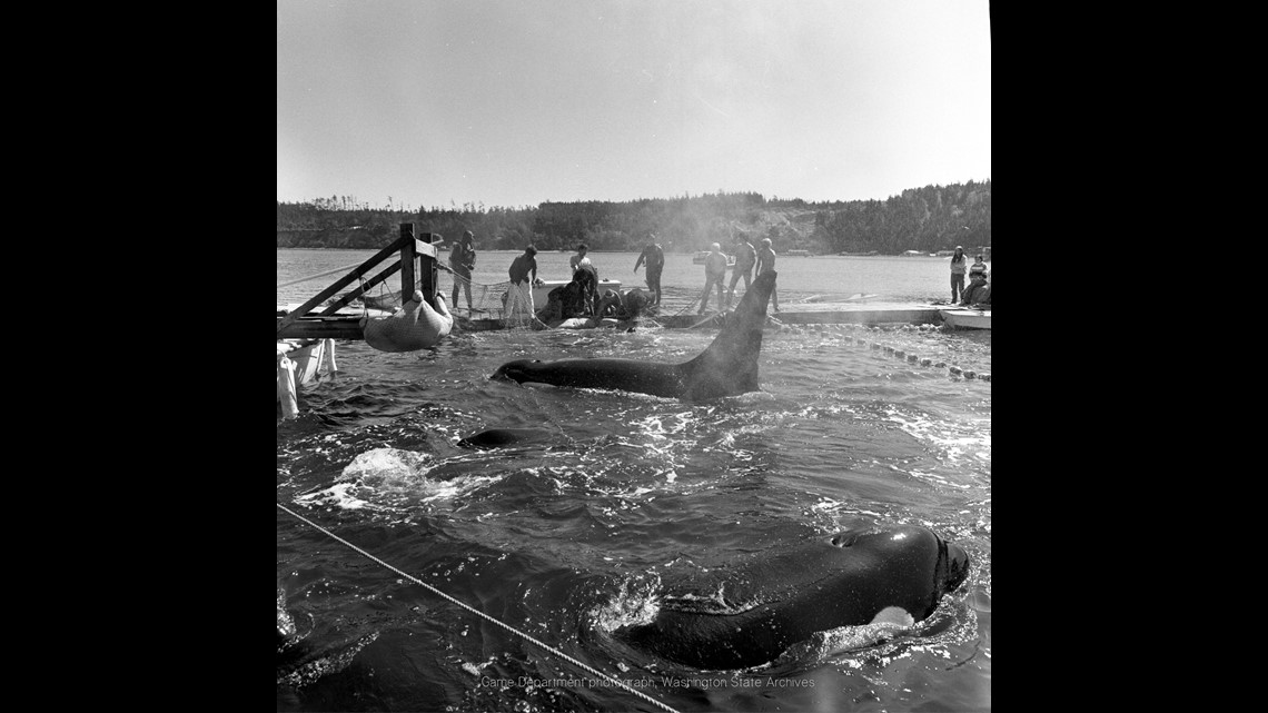 A timeline of the fight to bring Tokitae back to Washington | king5.com