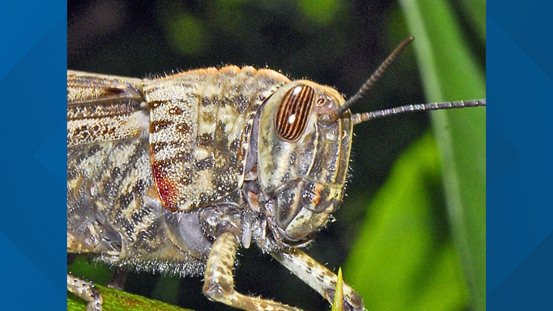 First Egyptian grasshopper detected in Everett | king5.com