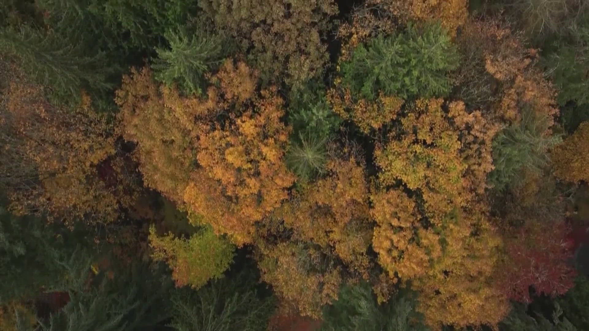 Why fall colors may fade faster than usual in Washington this year ...