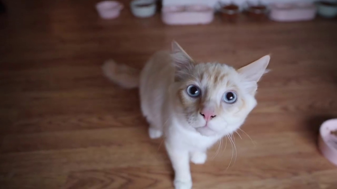 What does cresting mean? Flooding terminology explained | king5.com