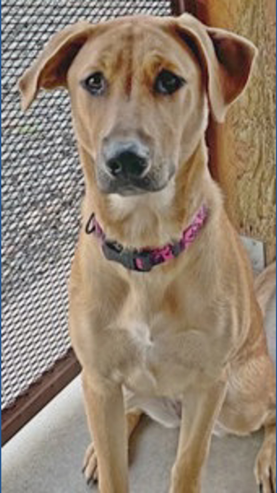 Former stray dog now Washington State Patrol K9 | king5.com