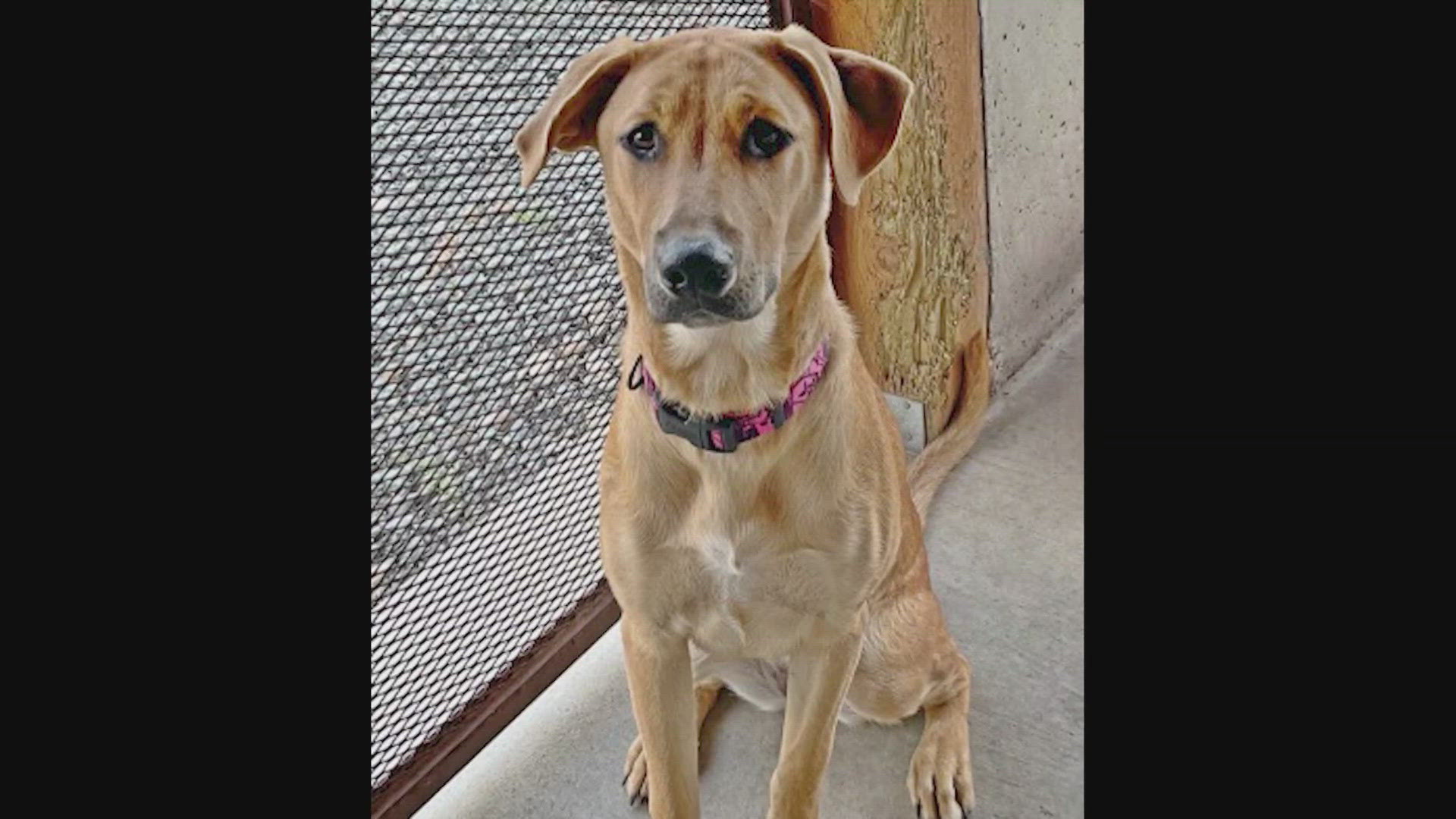 Ducks beat Kraken 4-2 for 6th straight victory following 9-game losing ...