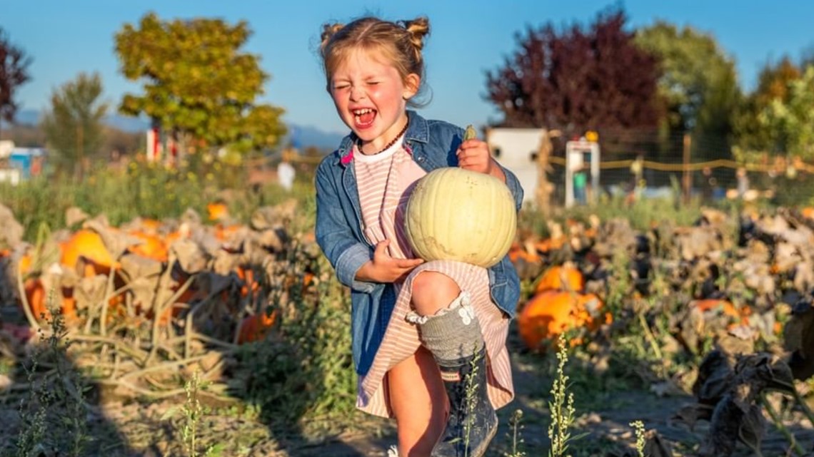 Check out these 7 Seattle-area pumpkin patches to celebrate fall ...