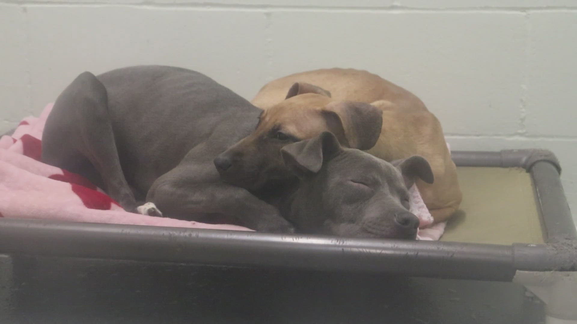 Tacoma Animal Shelter Asks For Fosters Adoptions Amid Record Breaking