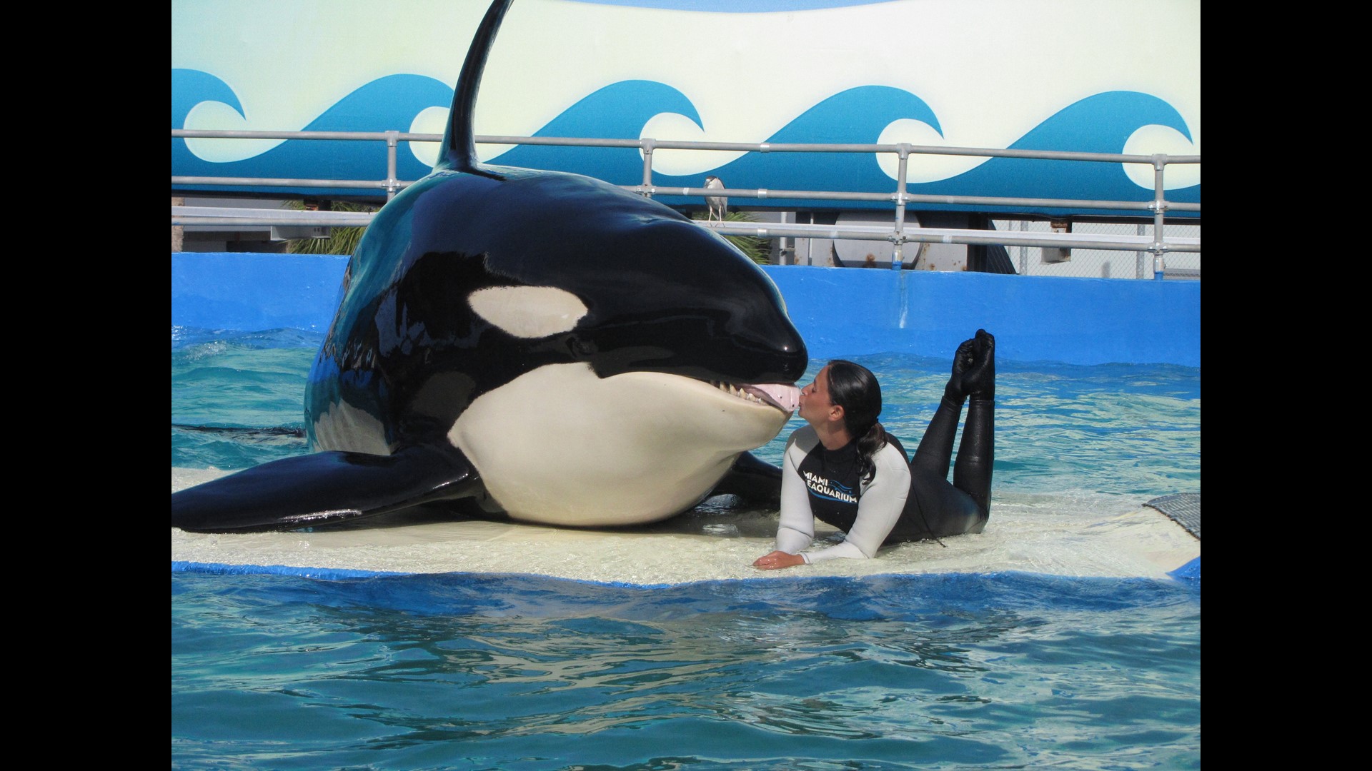 Tokitae's former trainers, vets oppose her release | king5.com