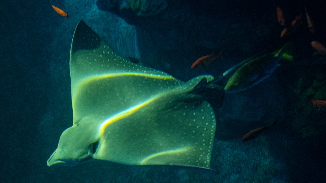 Spotted Eagle Ray Reyna is queen of Point Defiance aquariums | king5.com