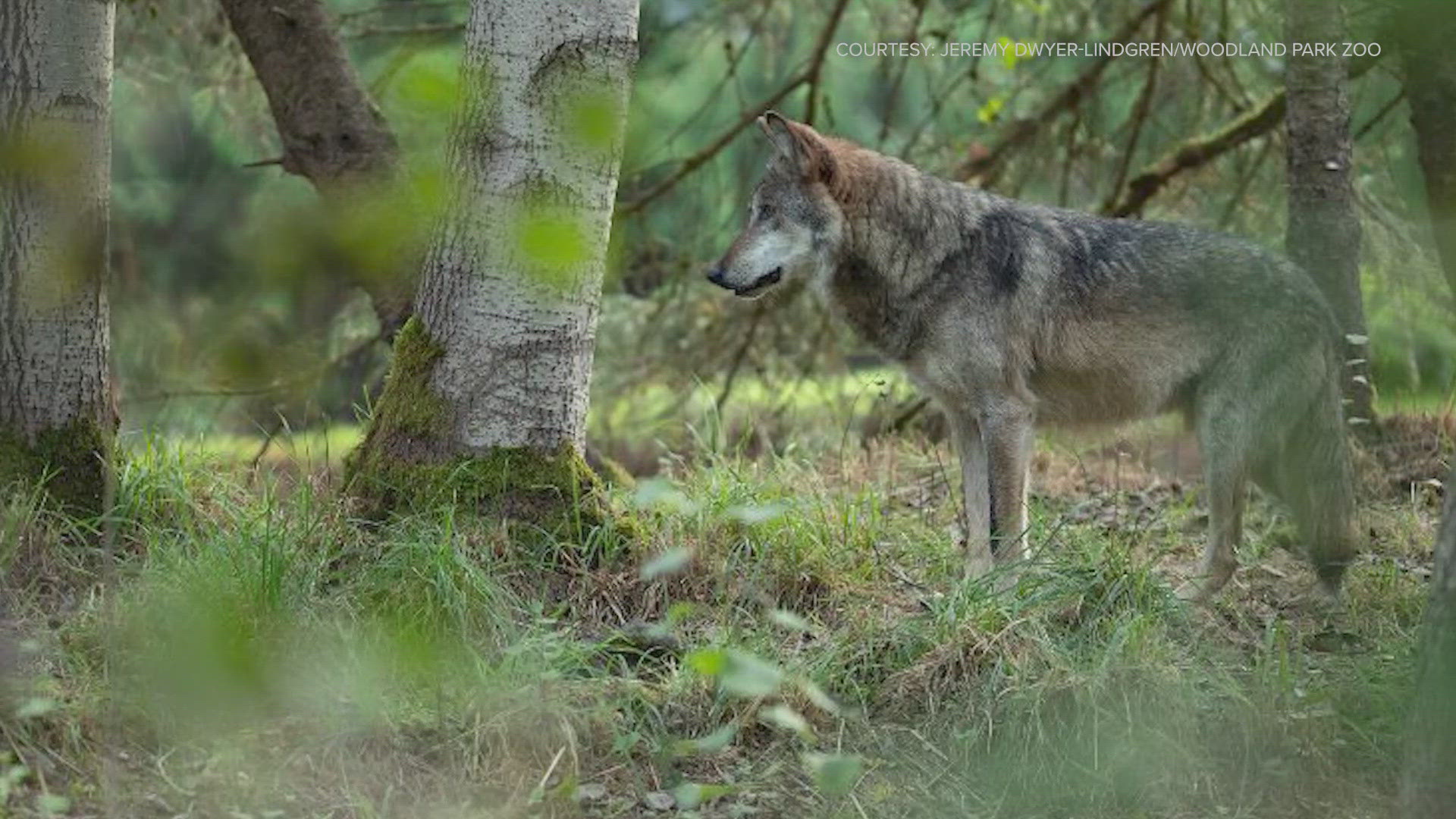 Wolves return to Seattle's Woodland Park Zoo | king5.com