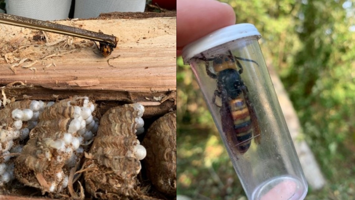 3rd 'murder hornet' nest eradicated this year in Washington | king5.com