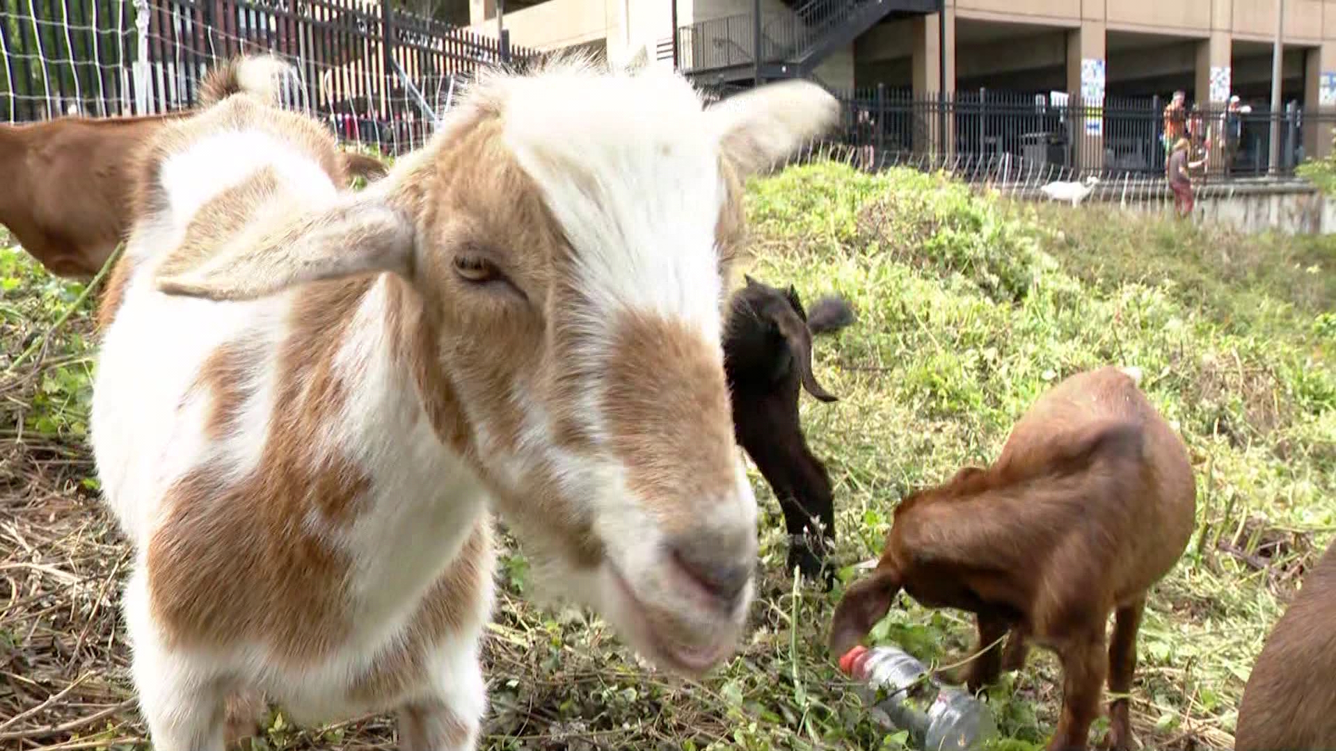 Tacoma's Stadium High School brings in goats to tackle overgrown ...