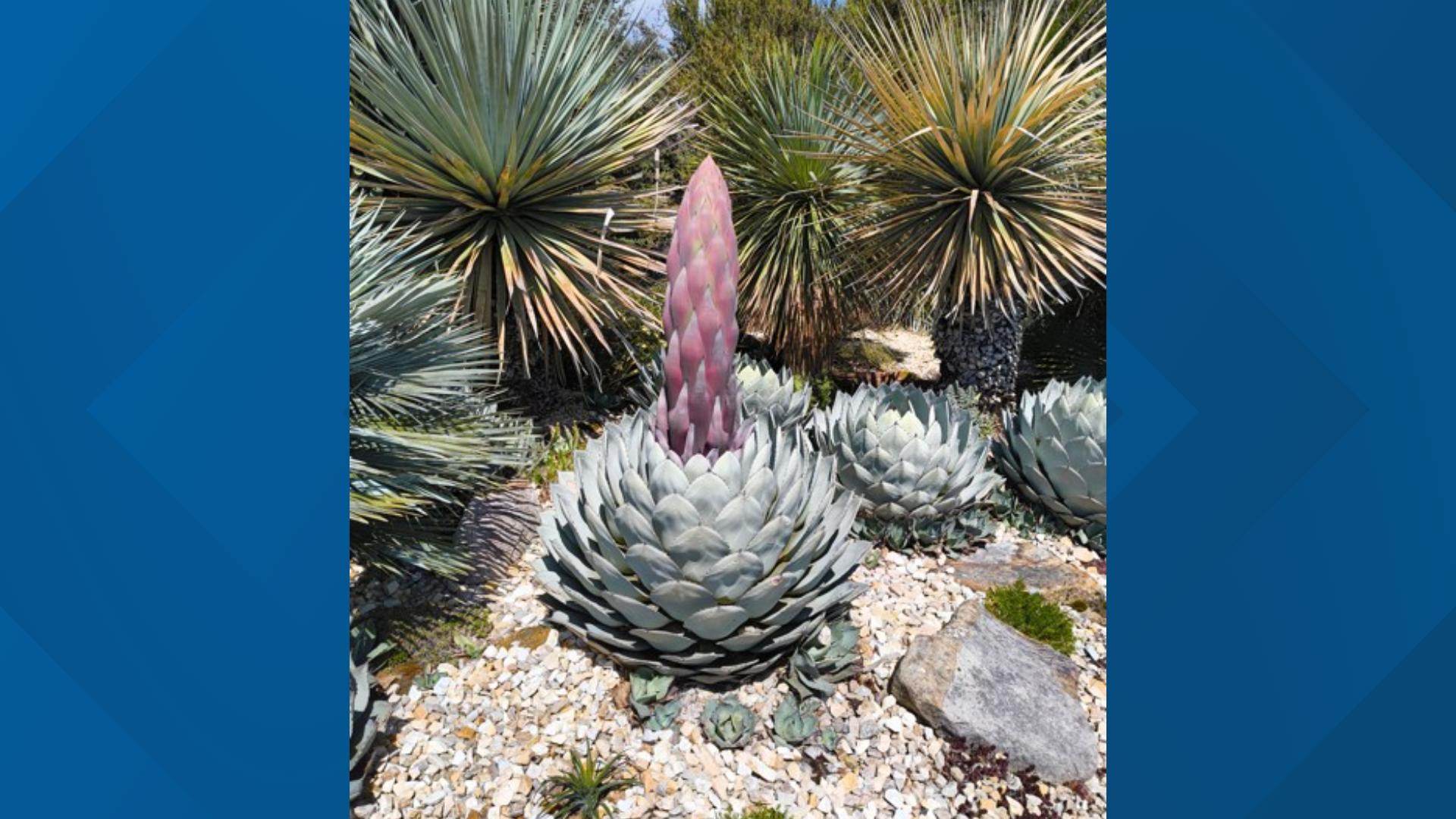 Rare 15-foot agave plant blooms at Tacoma zoo | king5.com