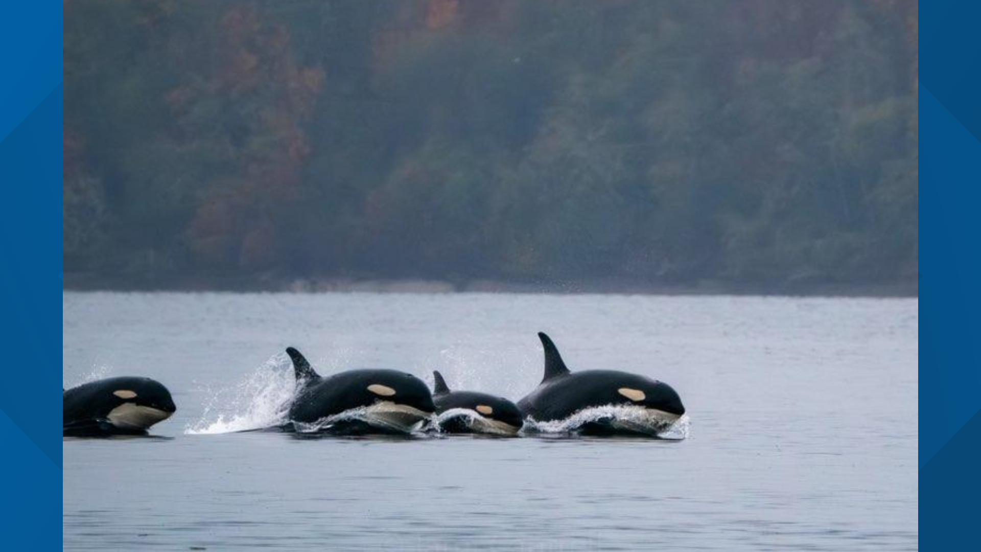 Woman captures special moment with southern resident orcas | king5.com