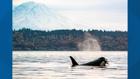 Woman captures special moment with southern resident orcas | king5.com