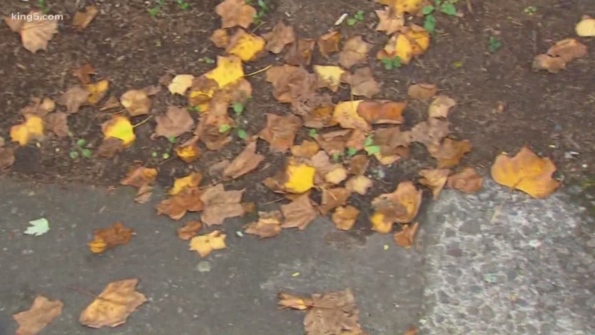 Keeping storm drains clear of falling leaves | king5.com