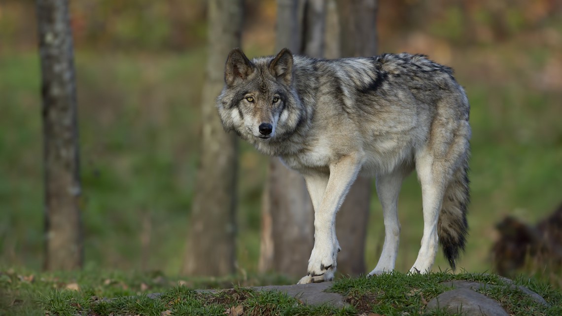 Washington's wolf population grew 16% last year | king5.com