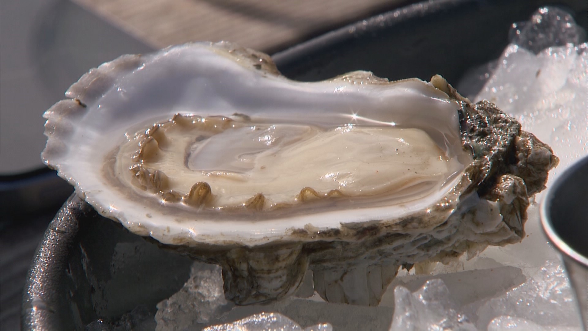Taylor Shellfish is an Oyster Oasis right off Chuckanut Drive | king5.com