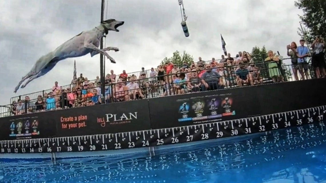 World record dock diving dog calls Thurston County home | king5.com