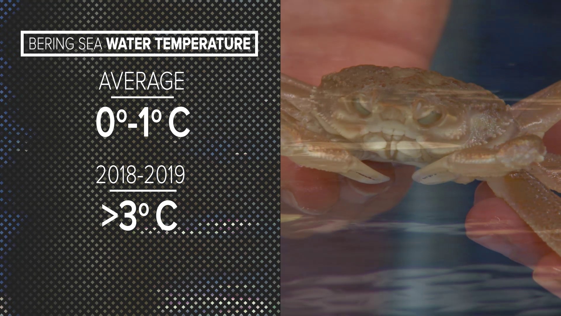Why did billions of snow crab vanish from the Bering Sea? | king5.com