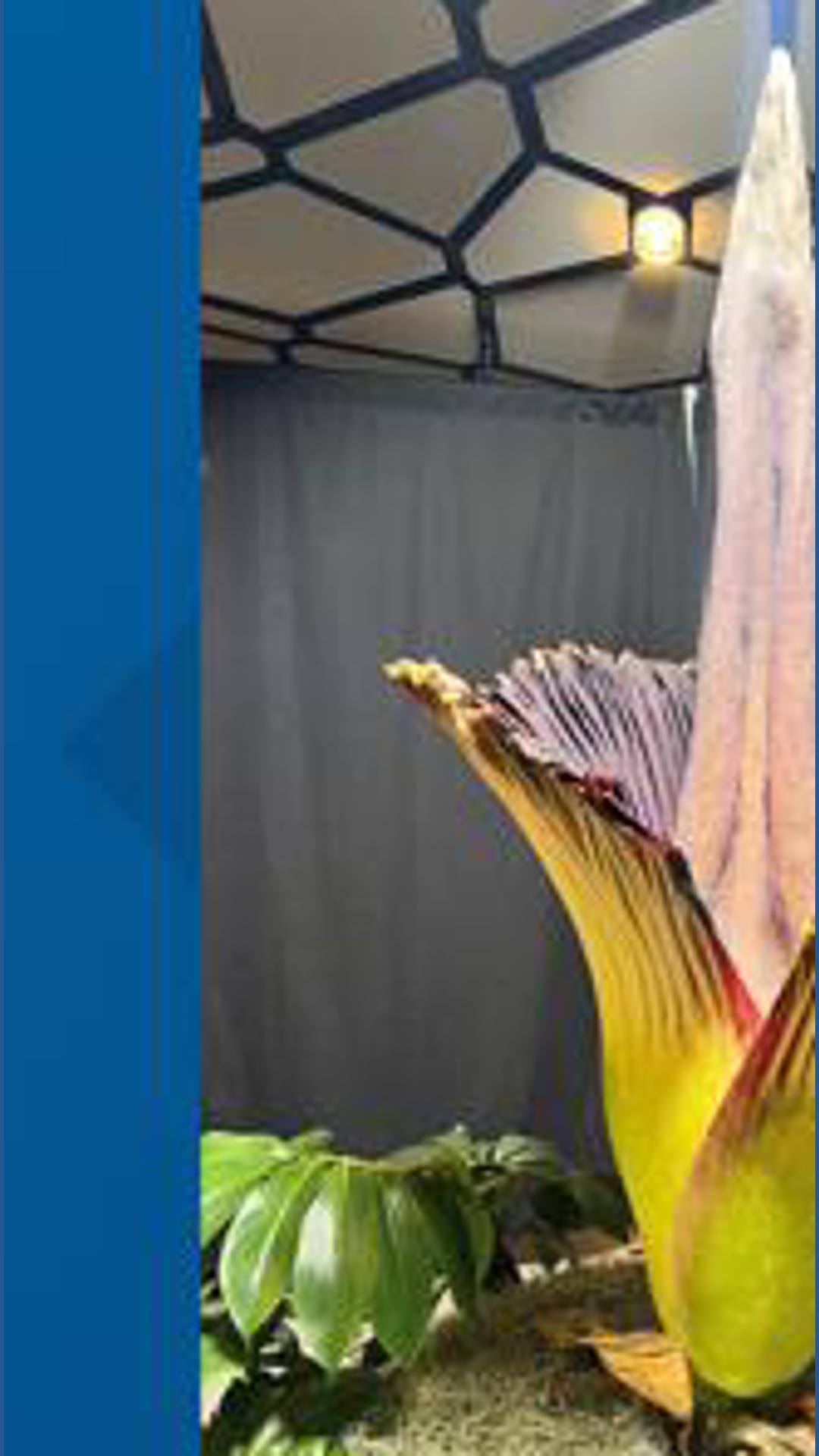 Corpse flower blooms at Amazon Spheres in Seattle | king5.com