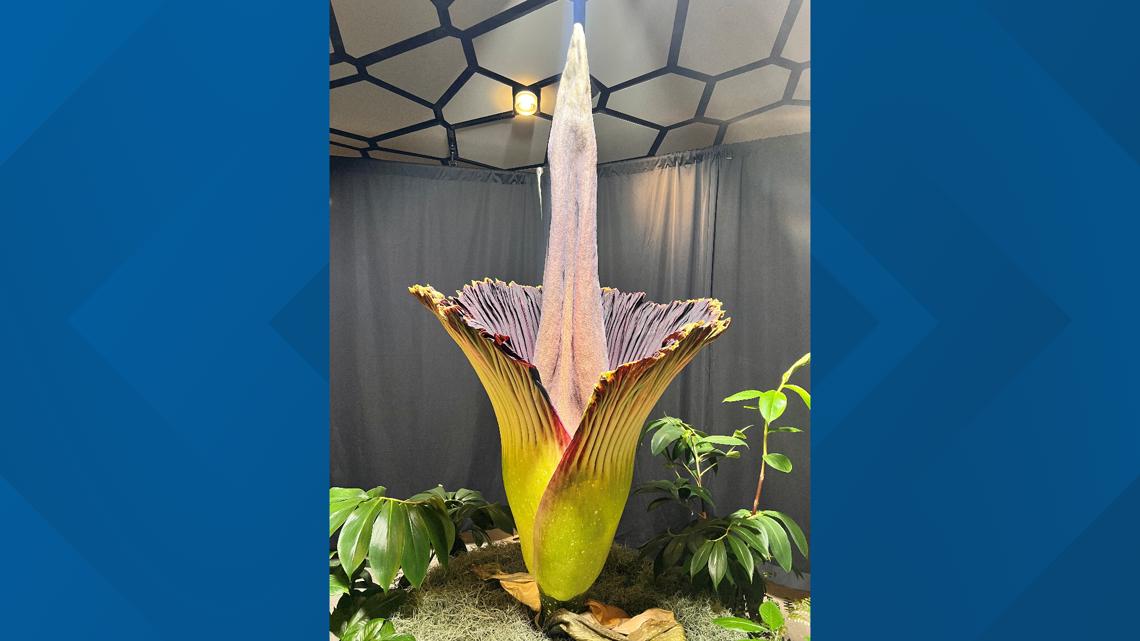 Corpse flower blooms at Amazon Spheres in Seattle | king5.com