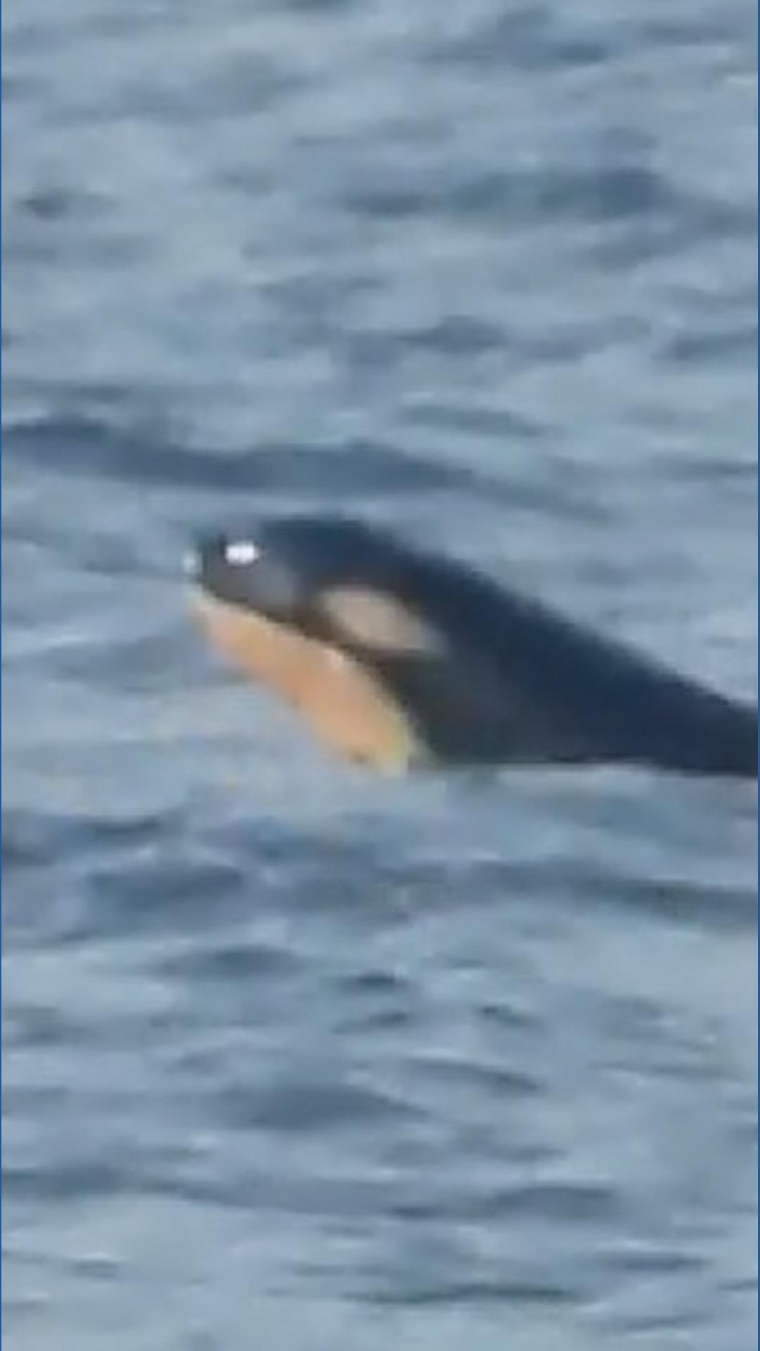 New orca calf spotted with K pod | king5.com