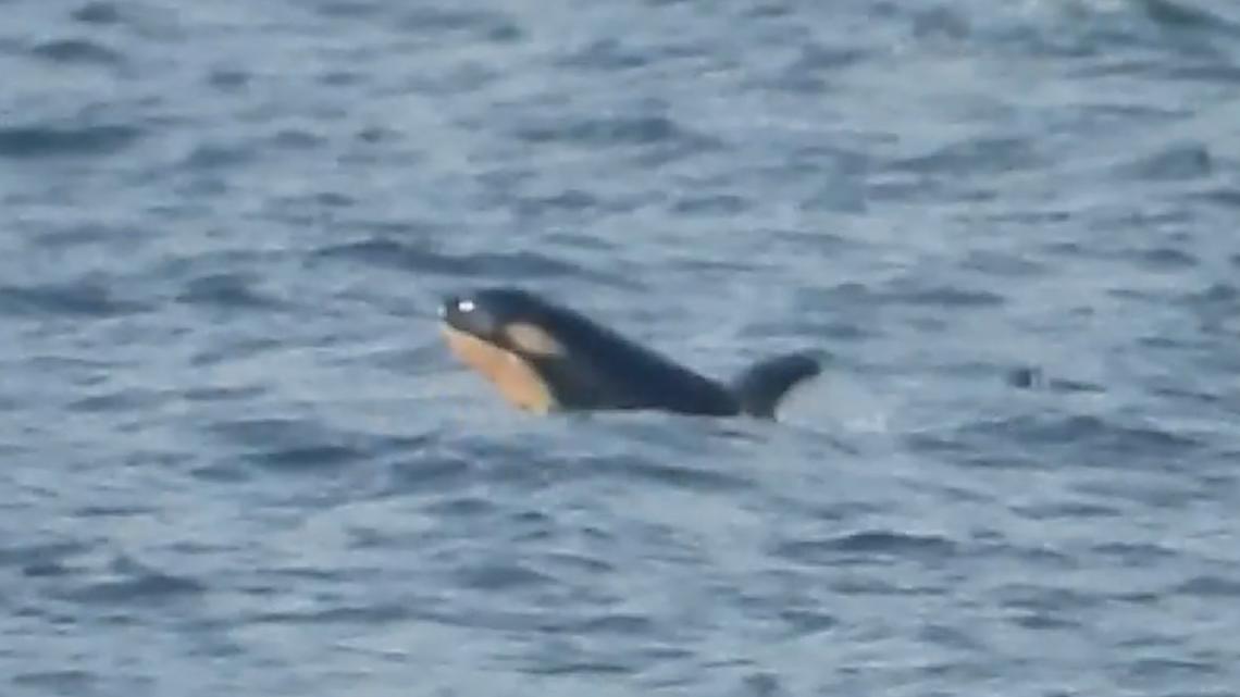 New orca calf spotted with K pod | king5.com