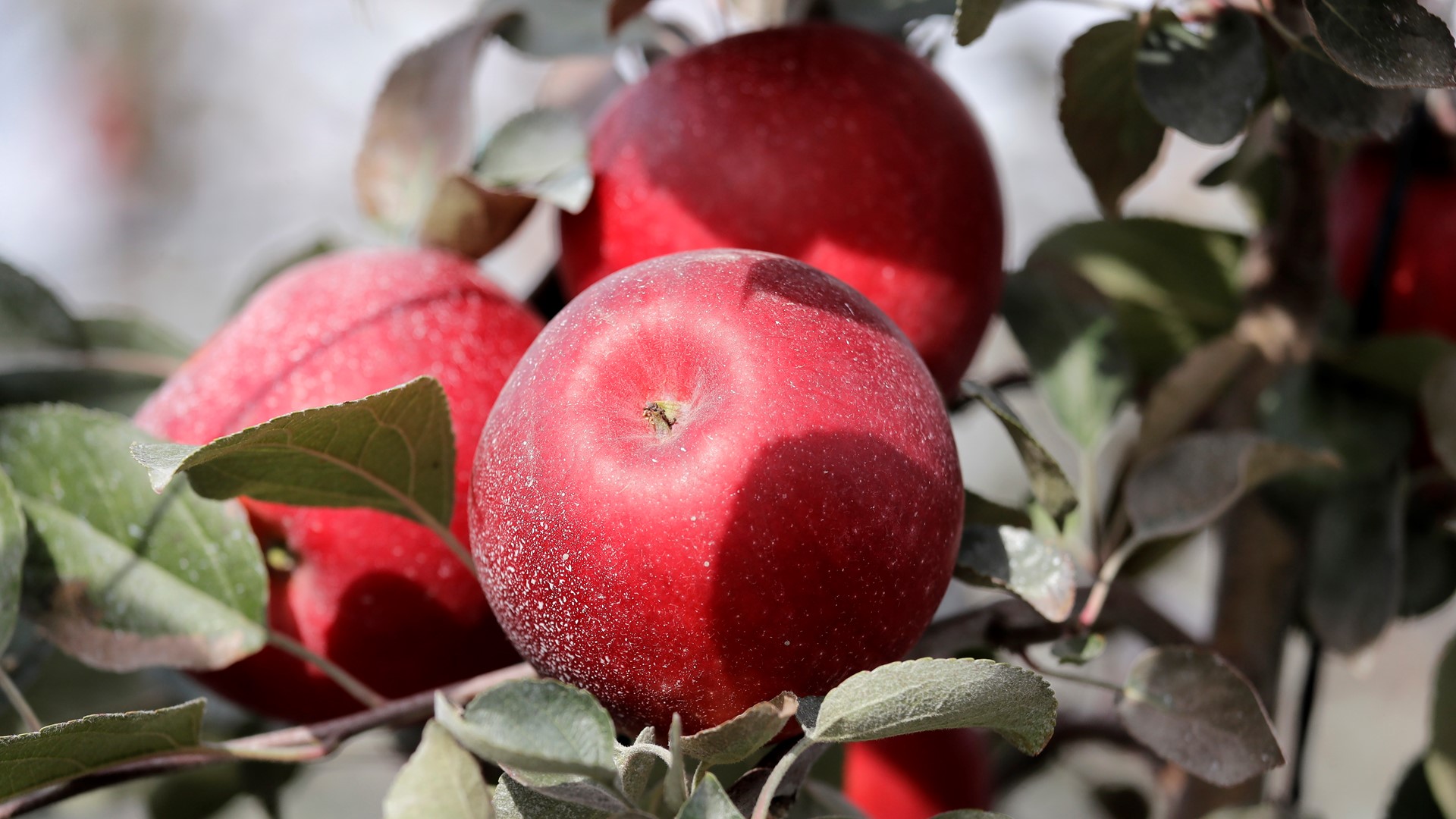 Move over, Honeycrisp: New Washington apple to debut at grocery stores ...