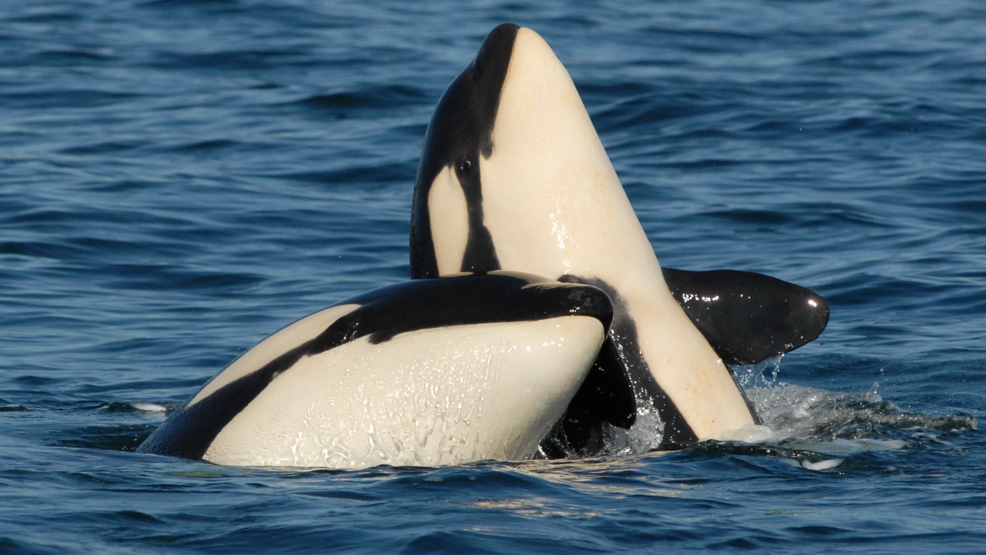 New study on orcas finds having males reduces reproduction | king5.com