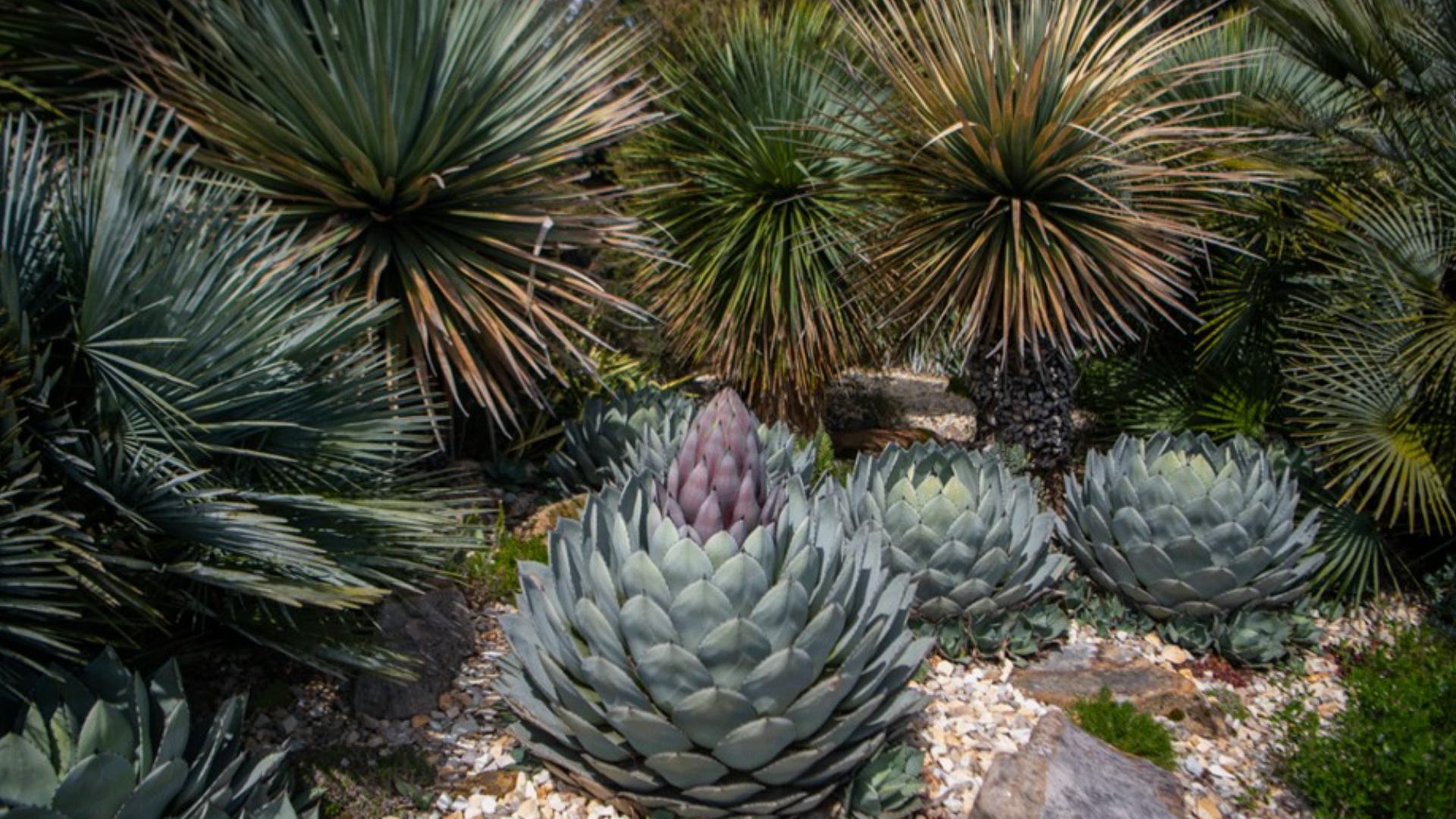Rare 15-foot agave plant blooms at Tacoma zoo | king5.com