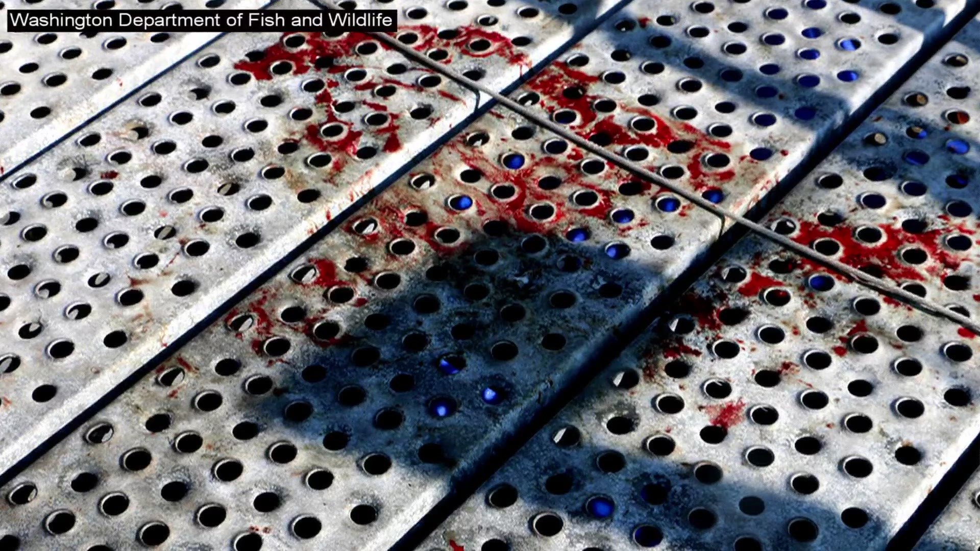 Cooke Aquaculture agrees to pay $332,000 fine after net pen failure ...