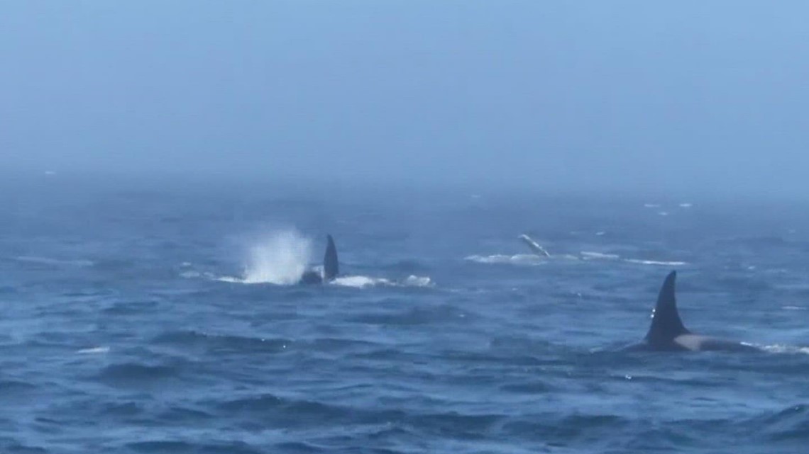 VIDEO: Humpback whales clash with Bigg's orcas in Strait of Ju | king5.com