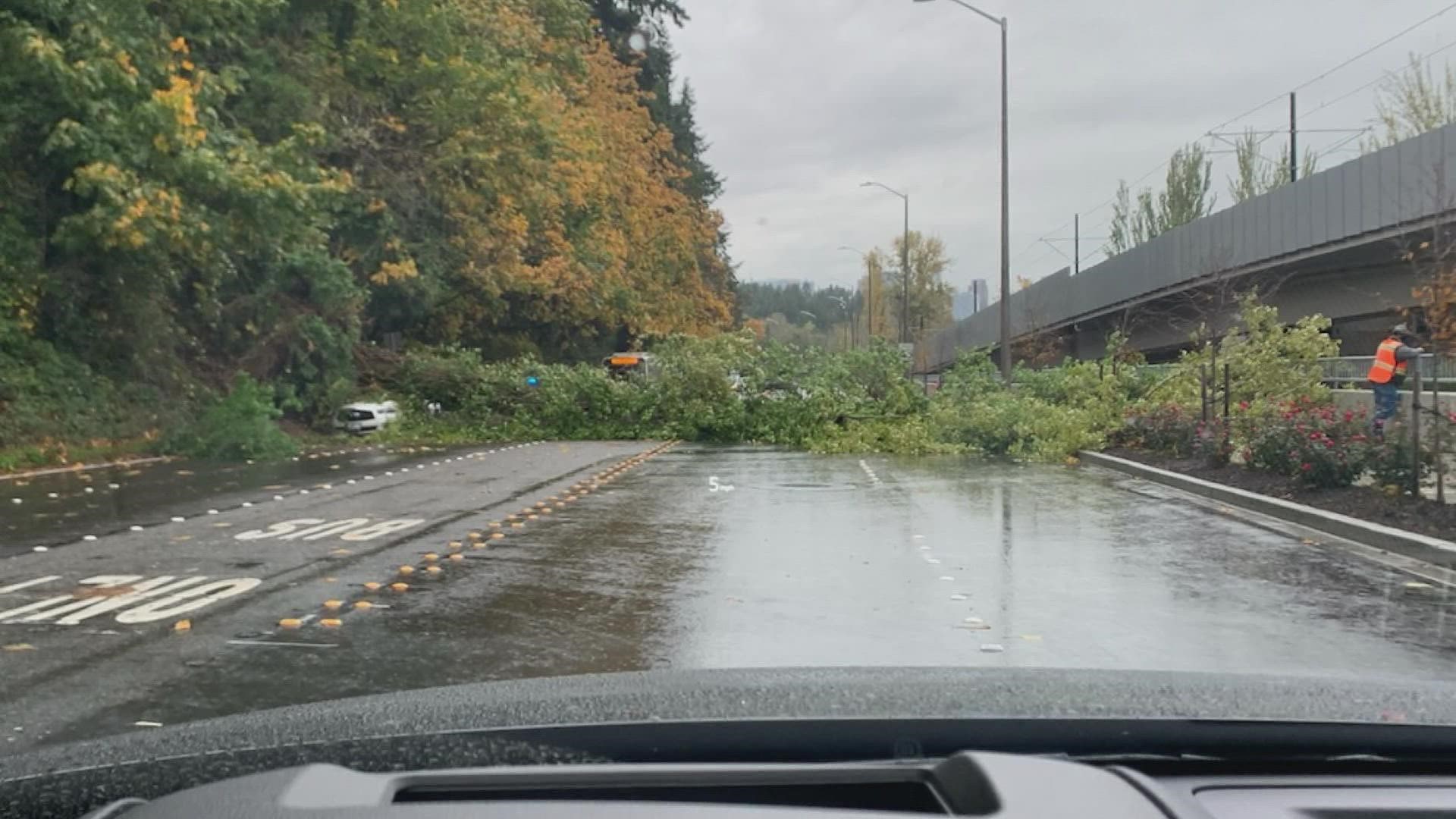 Tree falls on car in Bellevue during fall storm | king5.com