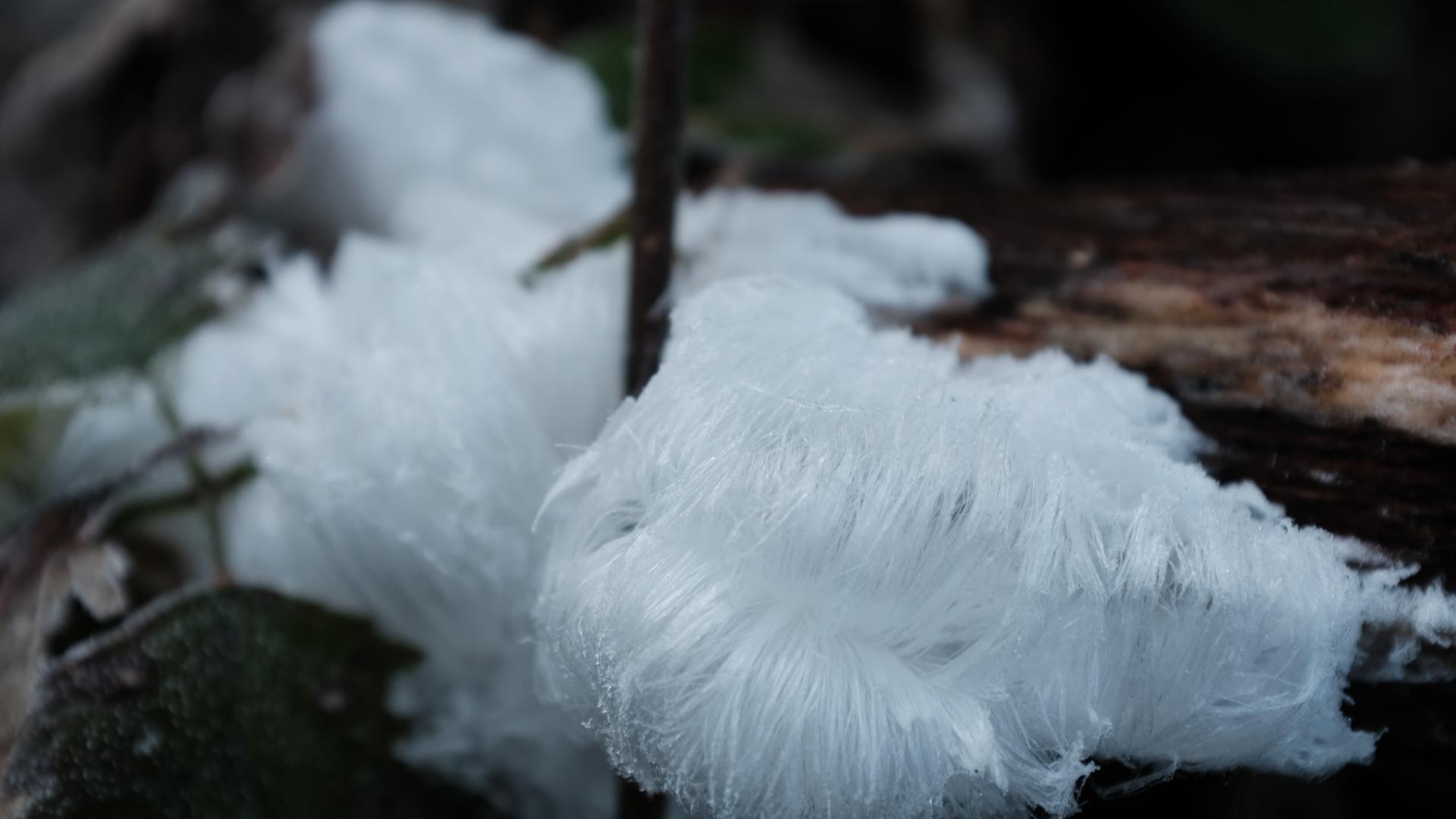 Hair ice: a PNW phenomenon that forms under specific circumstance ...