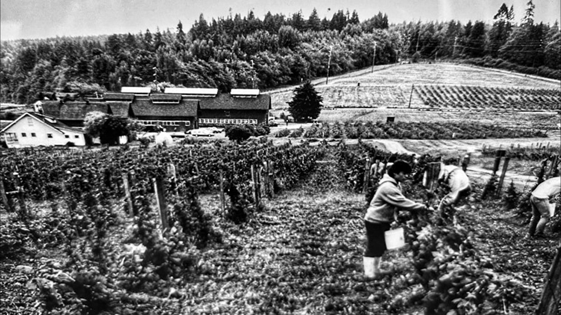 Nearly 120 years of history at Whidbey Island's Greenbank Farm | king5.com