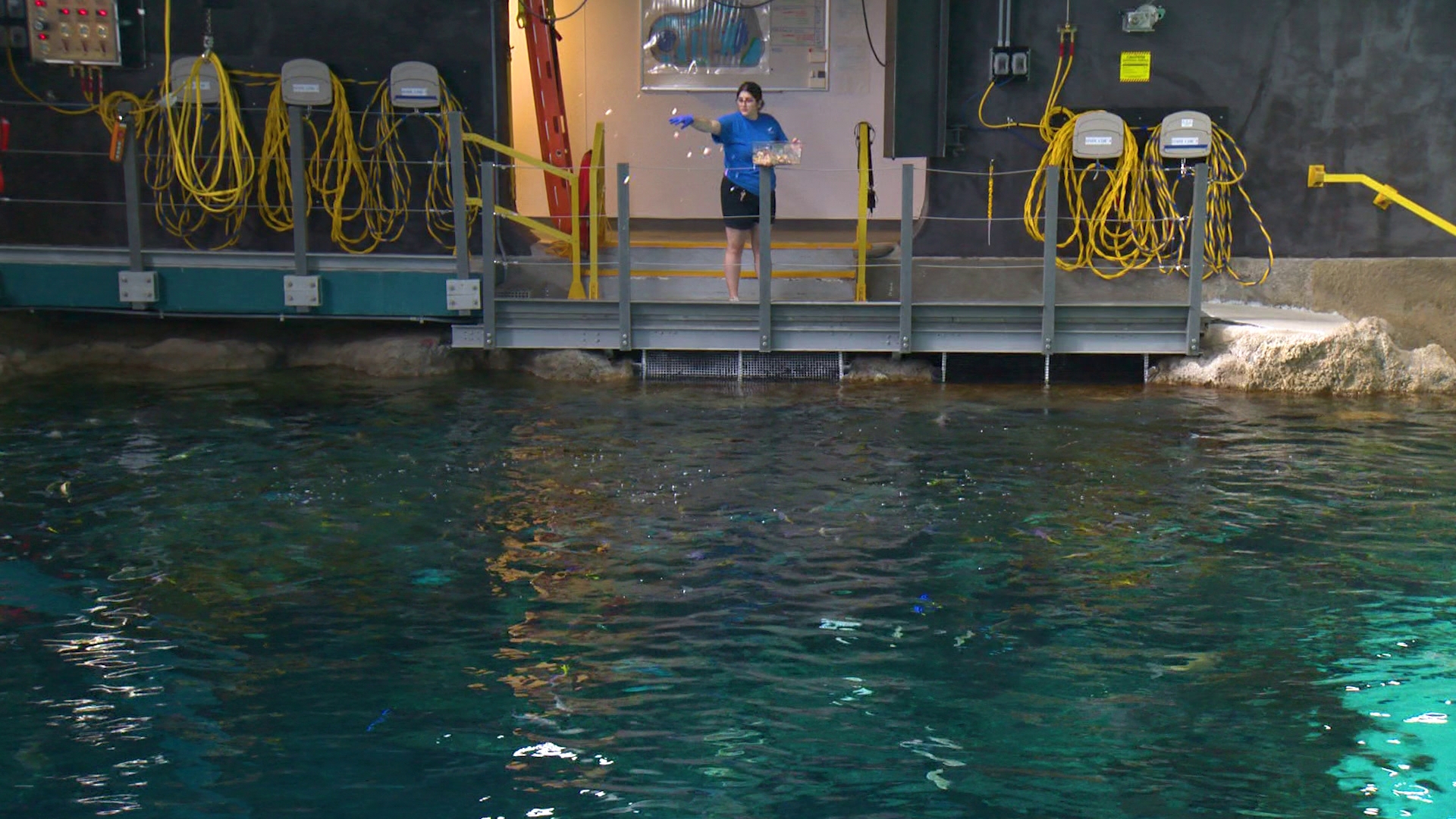 Behind the scenes of Seattle Aquarium’s Ocean Pavilion during feeding ...