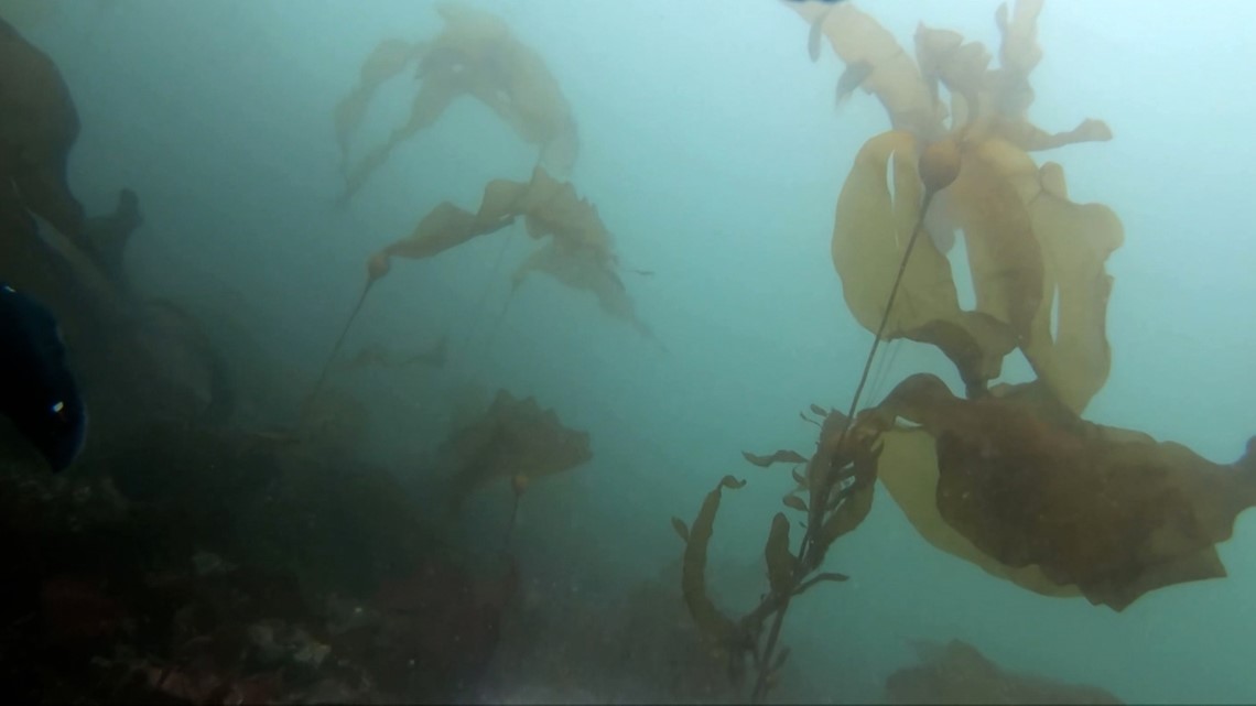 New research method expands kelp health monitoring in Puget Sound ...