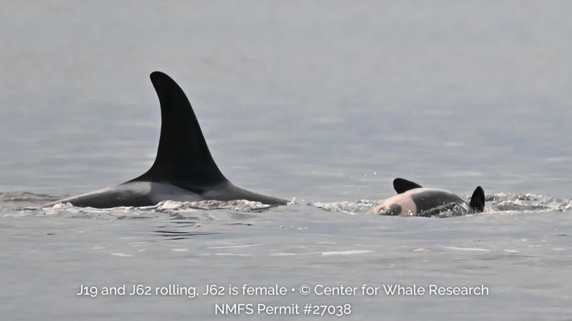 New Southern Resident orca calf J62 is a girl | king5.com