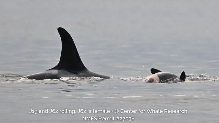 New Southern Resident orca calf J62 is a girl | king5.com