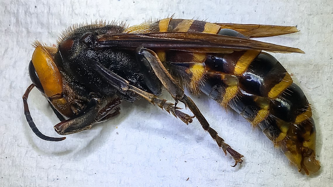 Scientists say invasive Asian giant hornet could spread habitat in ...
