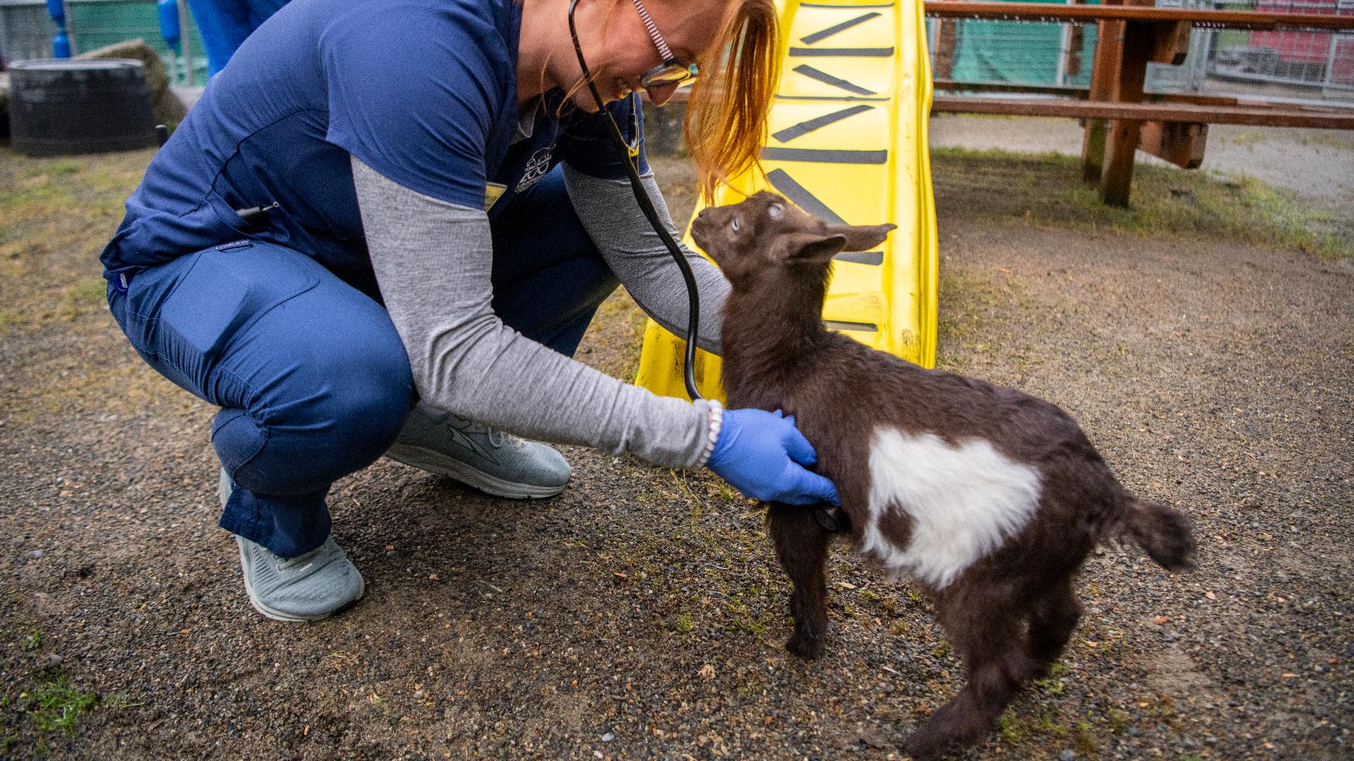 7 new baby goats at Tacoma's Point Defiance Zoo & Aquarium | king5.com