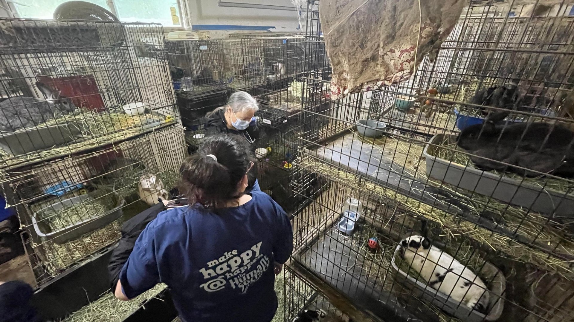 Hundreds of rabbits seized in Puyallup | king5.com