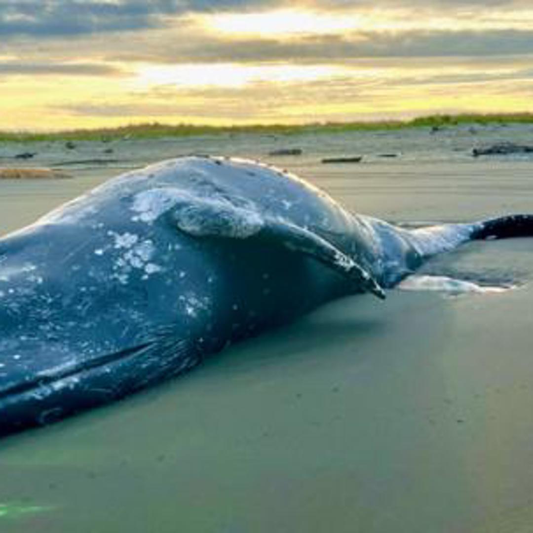 Gray Whale found dead near Ocean Shores brings Washington state's total ...